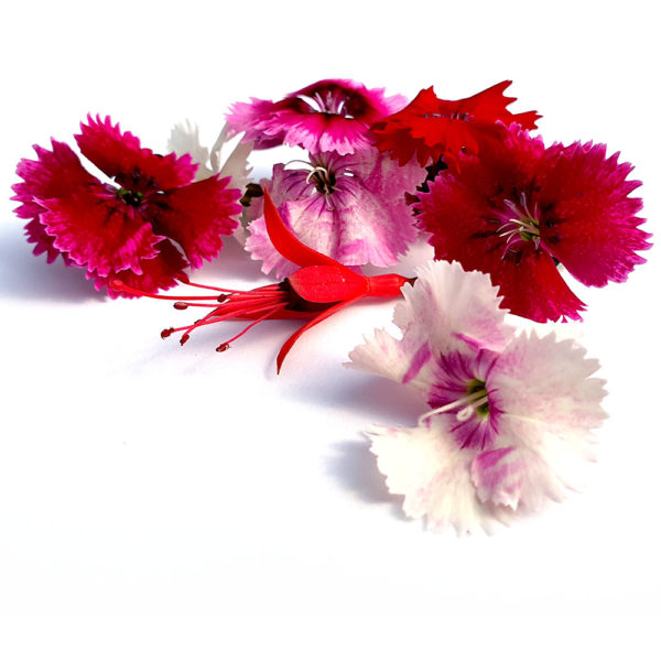 Edible Flowers - Dianthus Mix - Sagewood Cafe